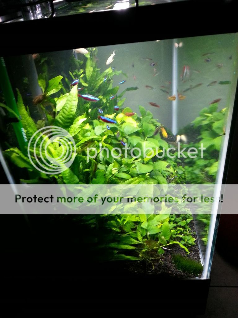 29 gallon Anubias/Java fern Tank | Page 3 | The Planted Tank Forum