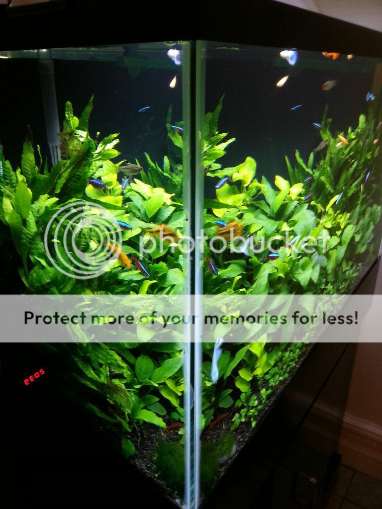 29 gallon Anubias/Java fern Tank | Page 4 | The Planted Tank Forum