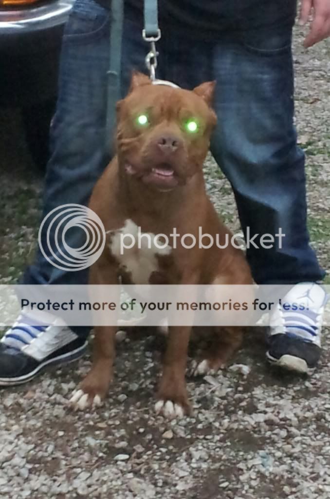 Chevy dogs | Go Pitbull Forums